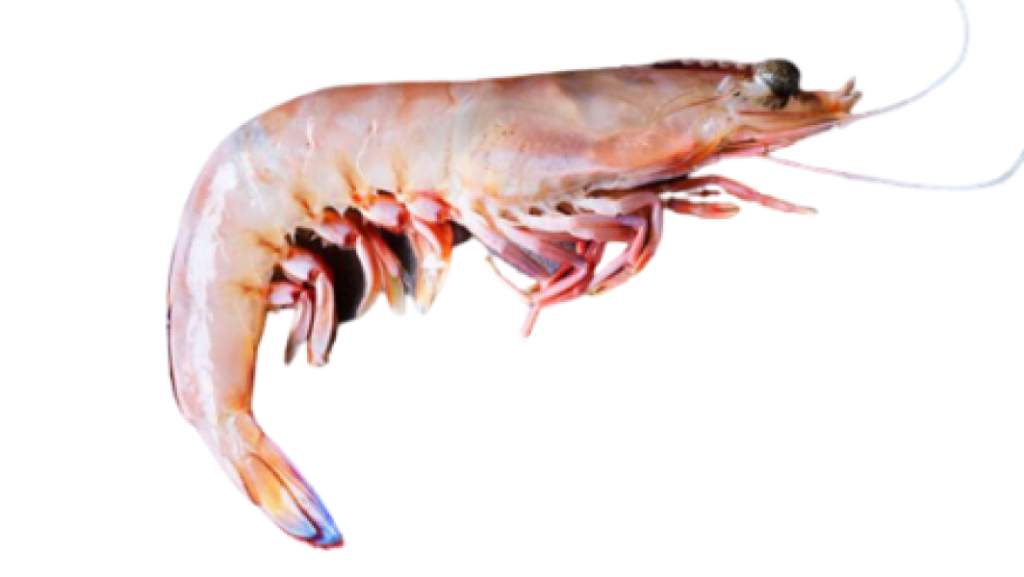 Products – Australia Bay Seafoods